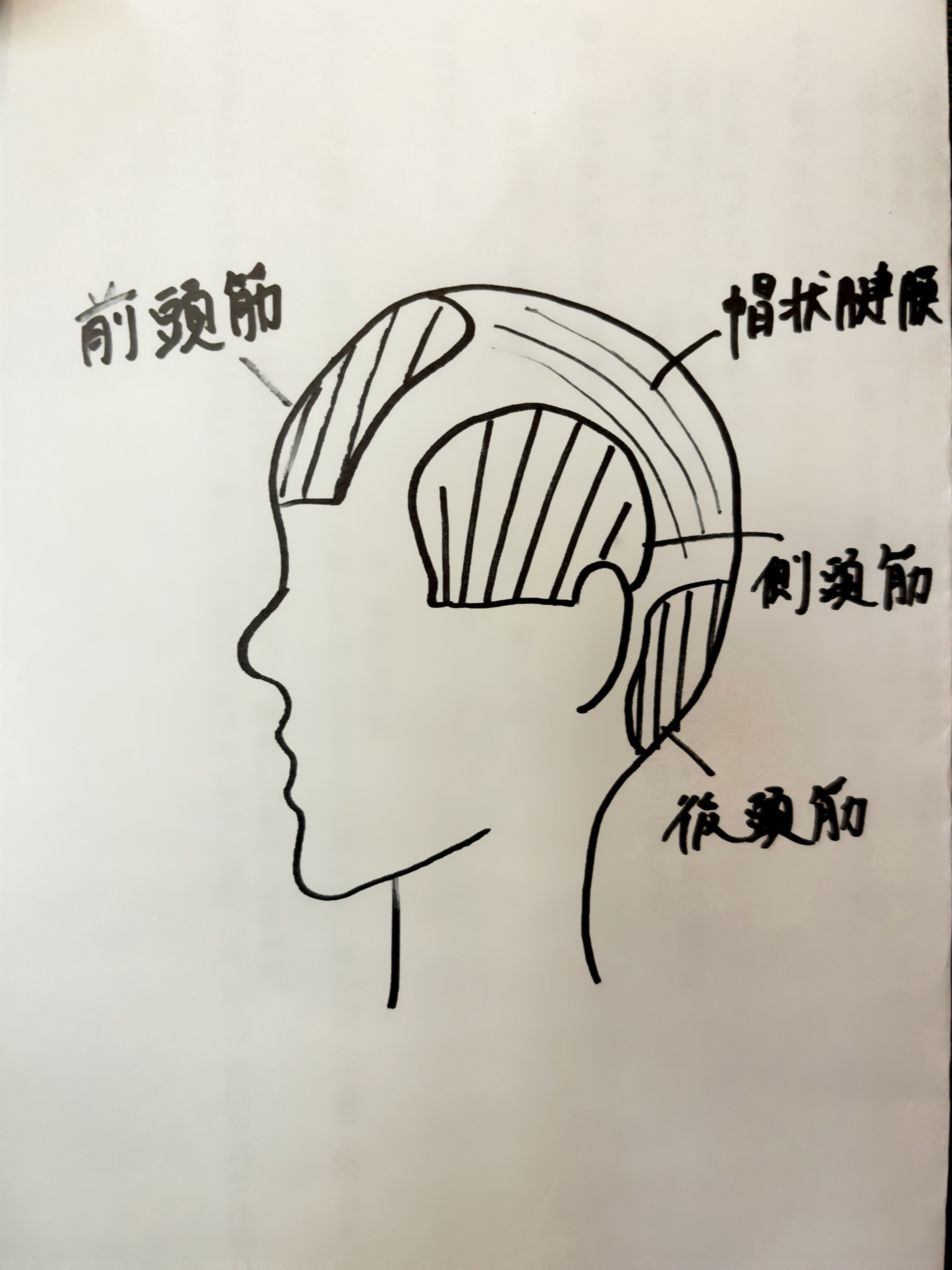 頭が凝る理由！ – Lusso chiaro